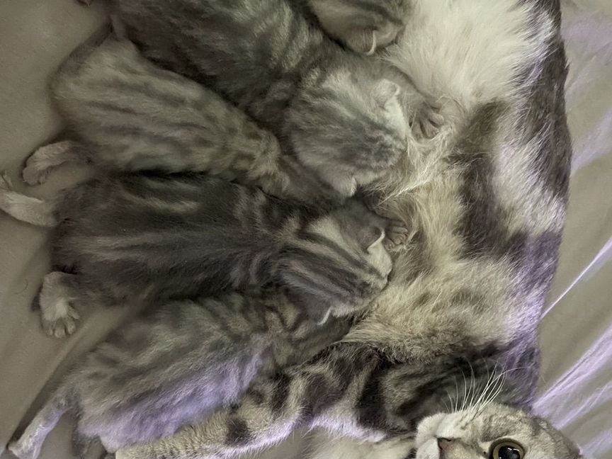 Шотландские вислоухие котята