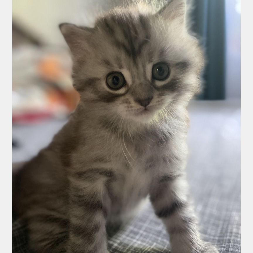 Отдам котенка в добрые руки