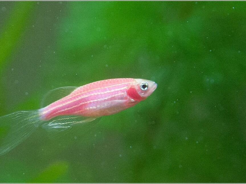 Данио - кормовой, заказ от 50 штук