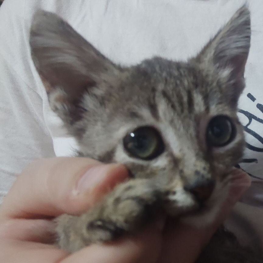 Котёнок от частного владельца