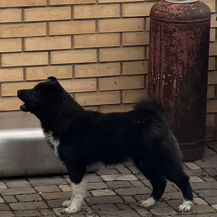 Русско европейская лайка