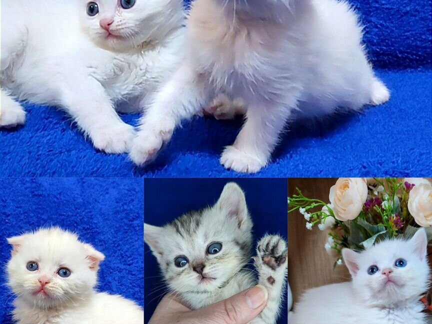 Шотландские котята
