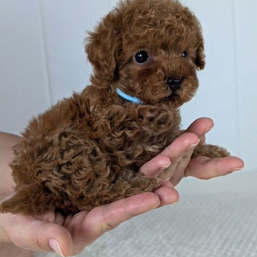 Тикап той-пудель мальчик редбраун РКФ