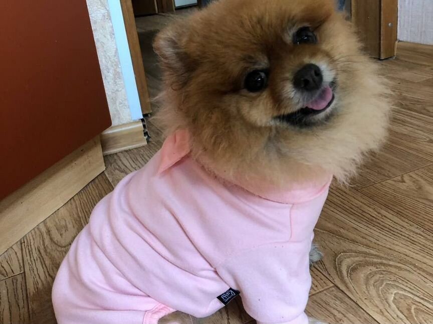 Померанский шпиц