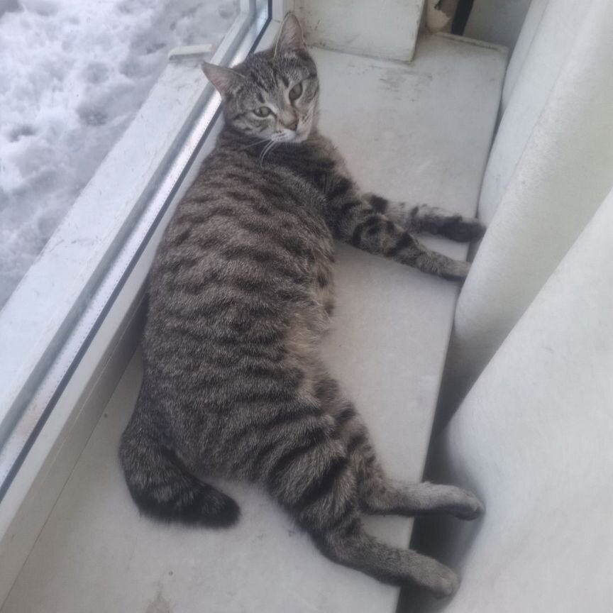 Прекрасная кошечка