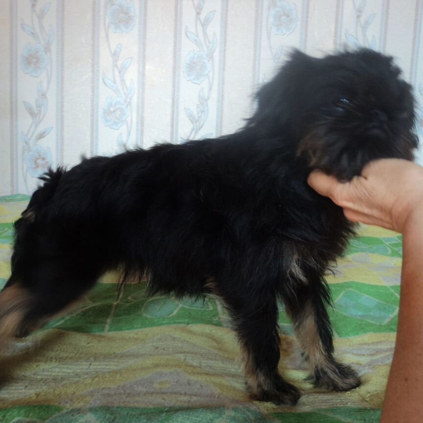 Бельгийский грифон девочка