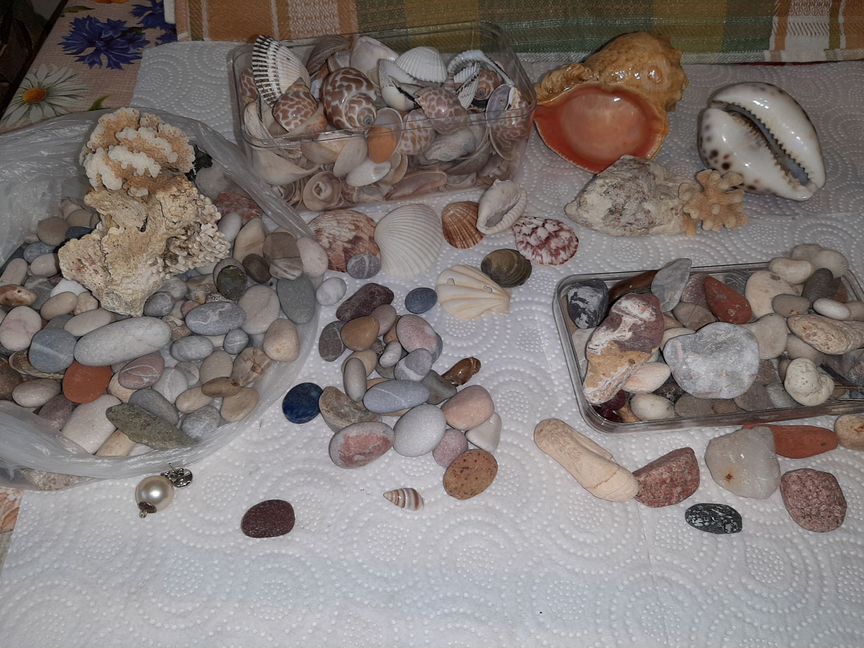 Кораллы из Красного моря,ракушки,камешки