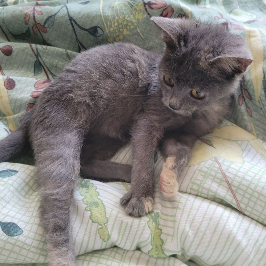 Котенок 2 месяца девочка