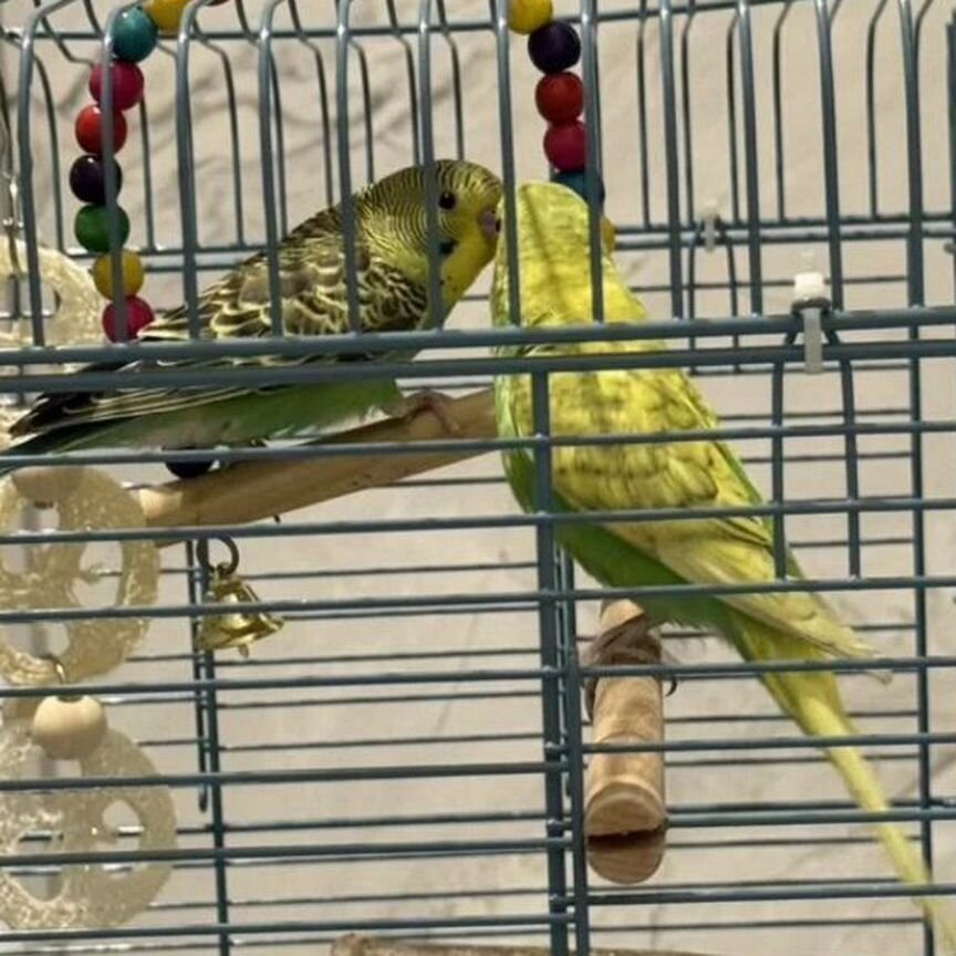 Волнистый попугай с клеткой