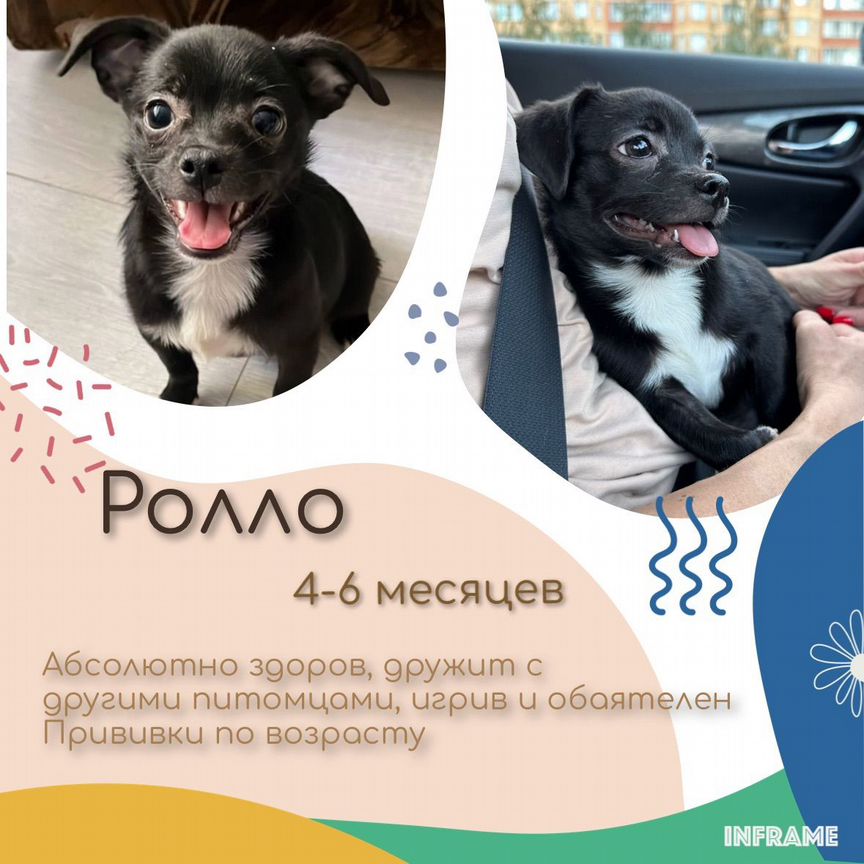 Ищет дом