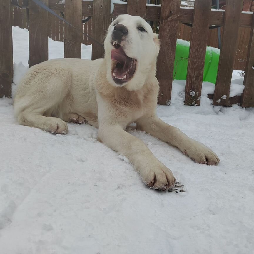 Белая медведица щенок сао