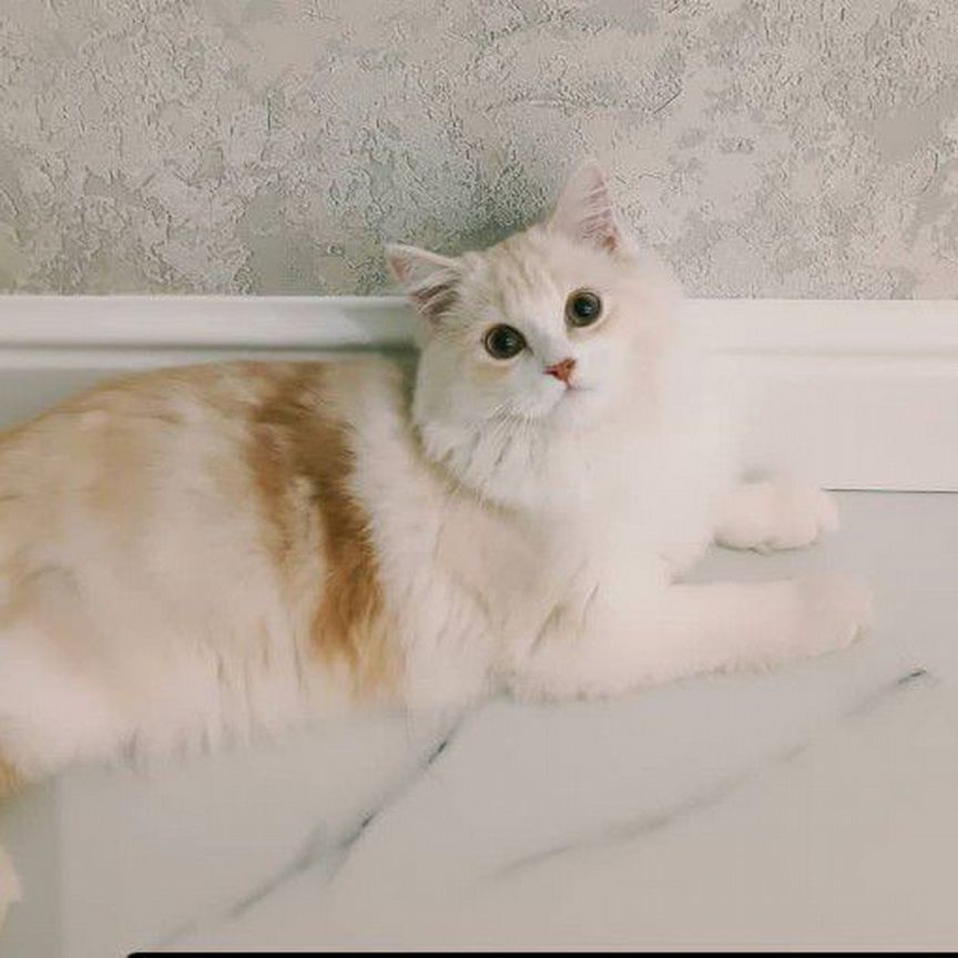 Кот в добрые руки