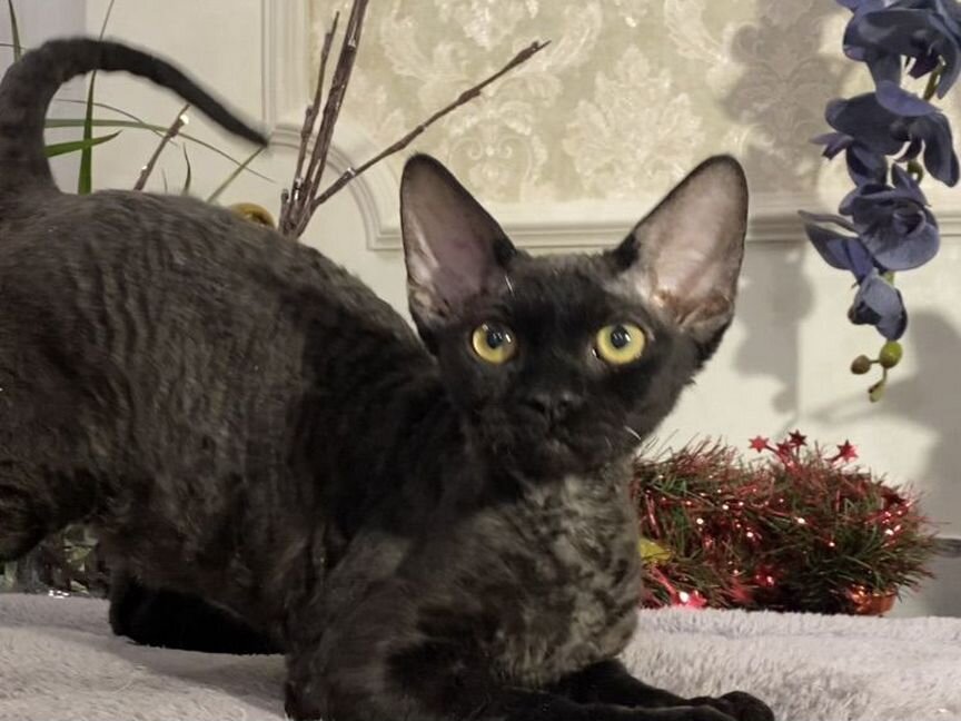 Черный бриллиант с роскошными кудрями