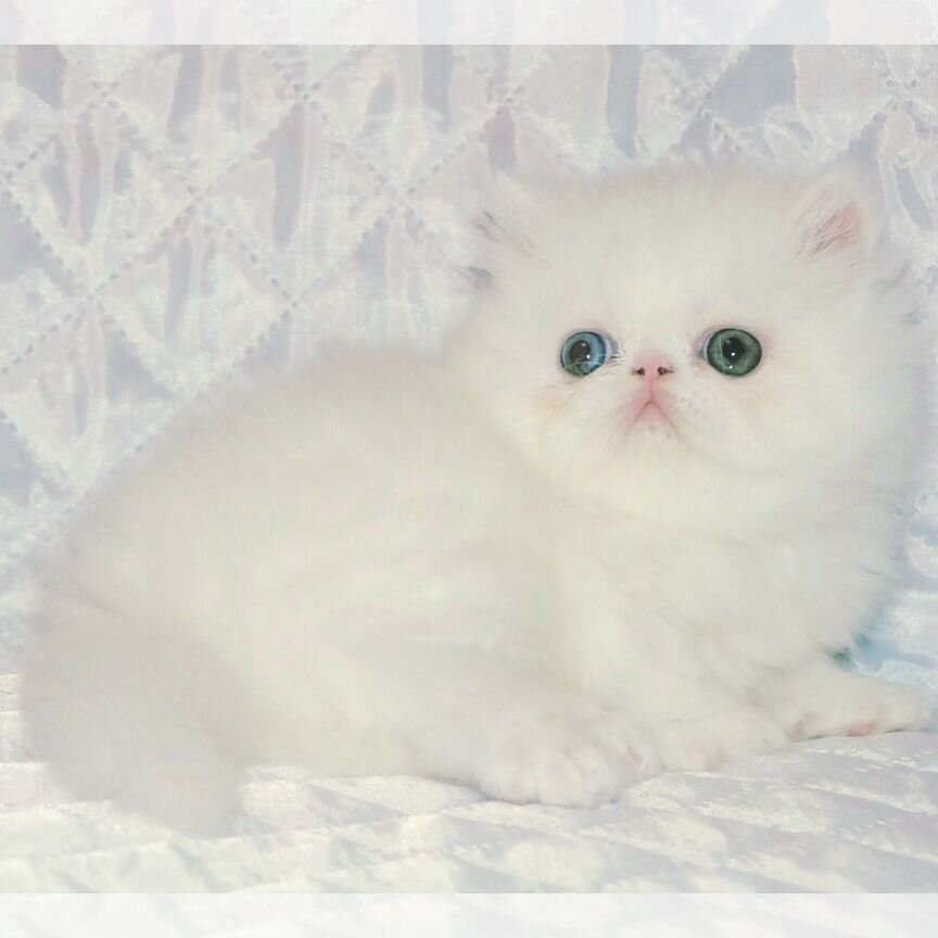 Персидский котёнок