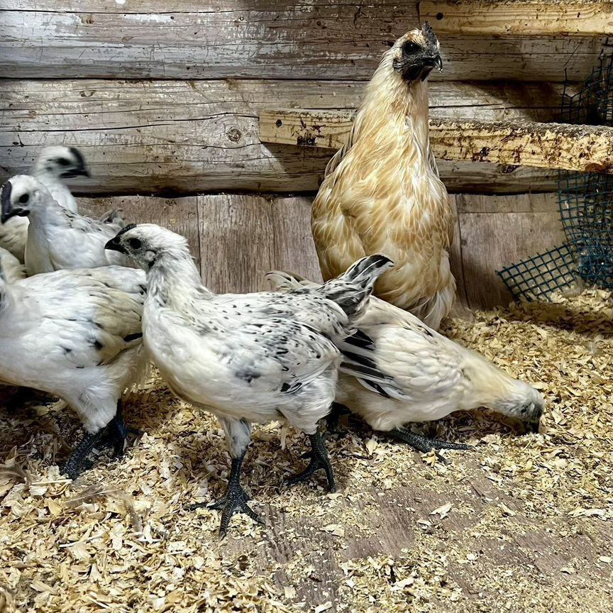 Лакеданзи семья