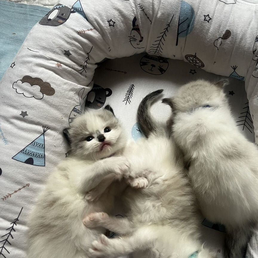 Рэгдолльчики