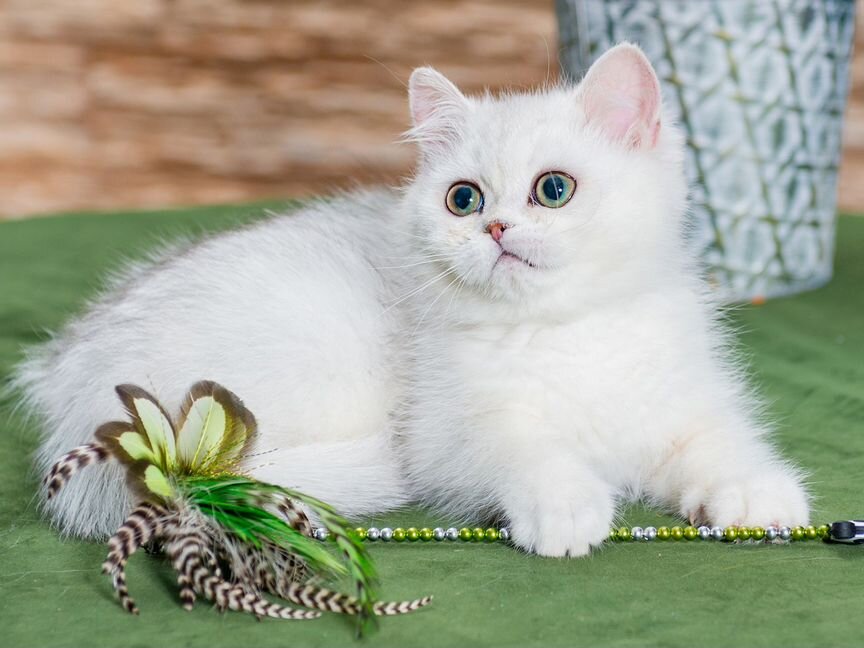Британская серебристая шиншилла