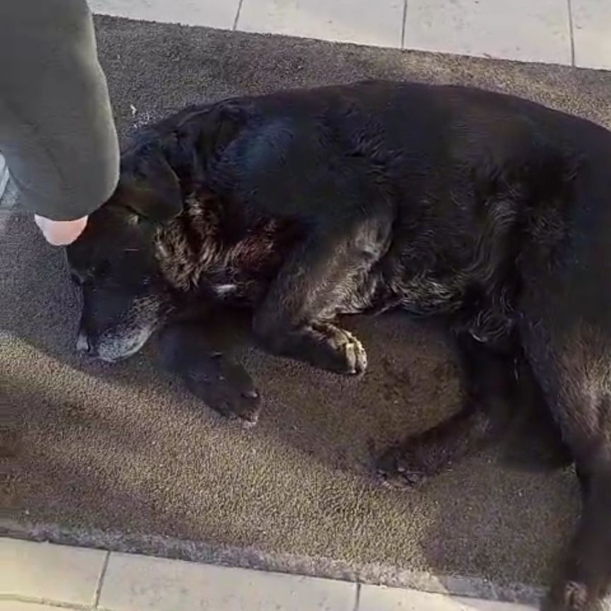 Собака в добрые руки