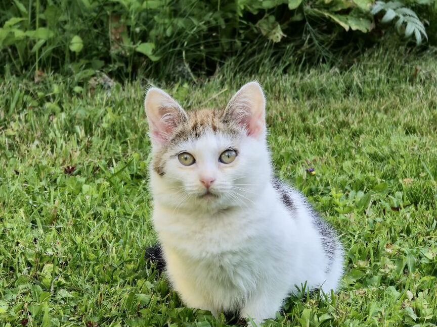 Котенок 3 месяца