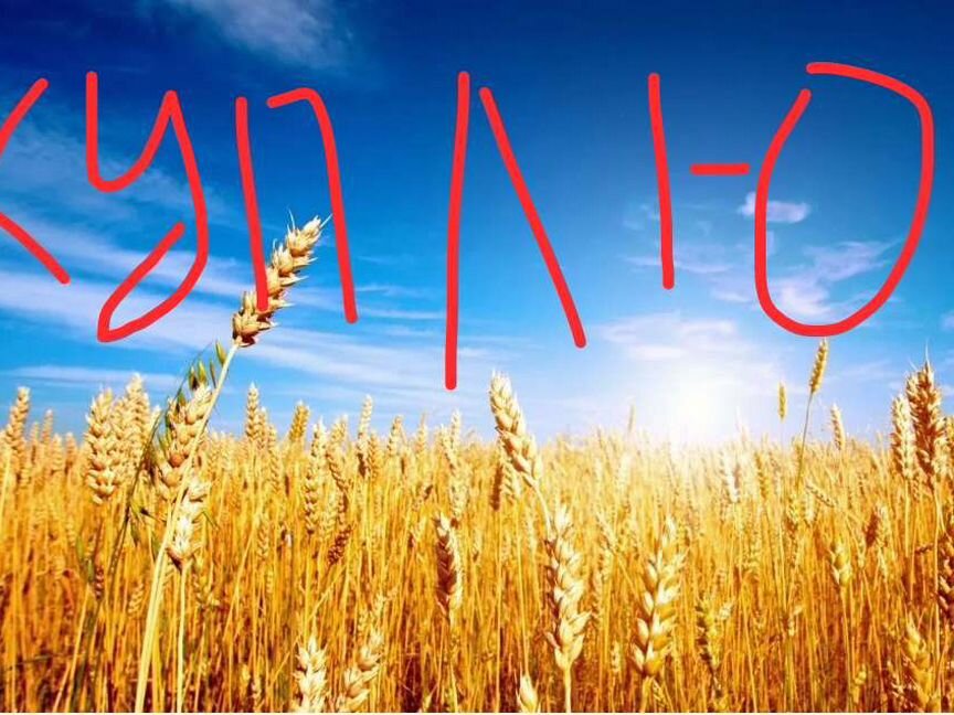 Лен, пшеница, ячмень, горох