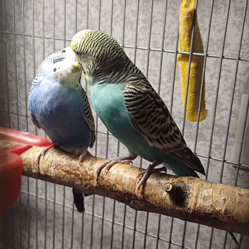 Волнистые попугаи