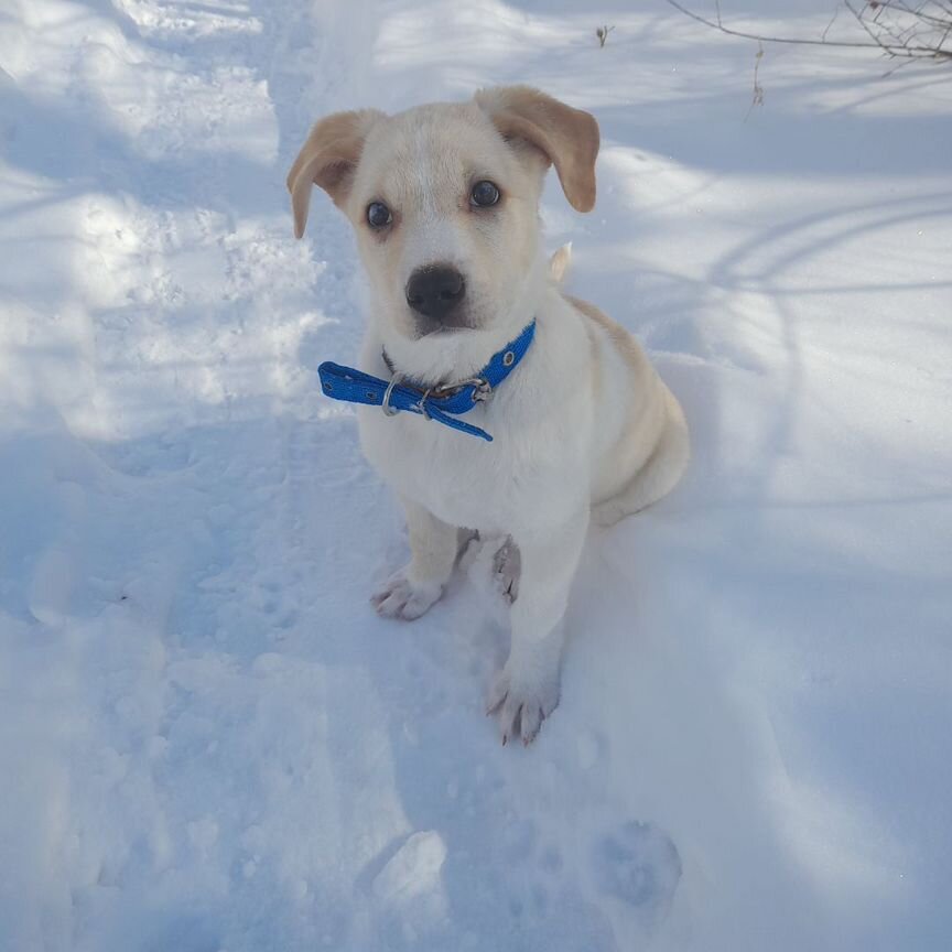 Добрые руки