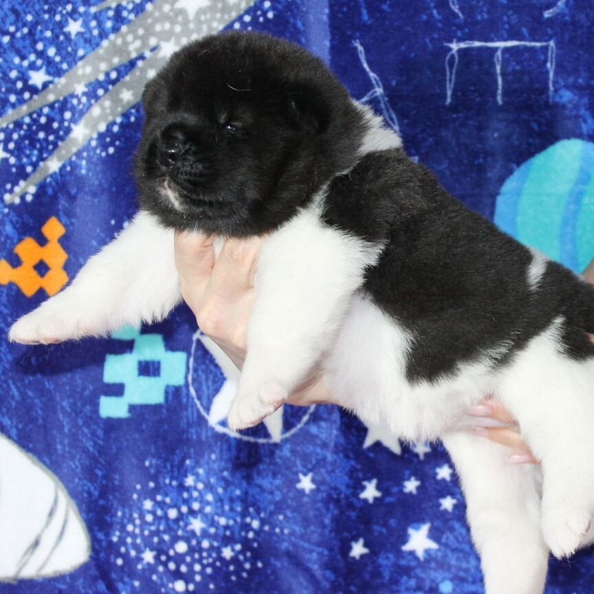 Щенки американской акиты