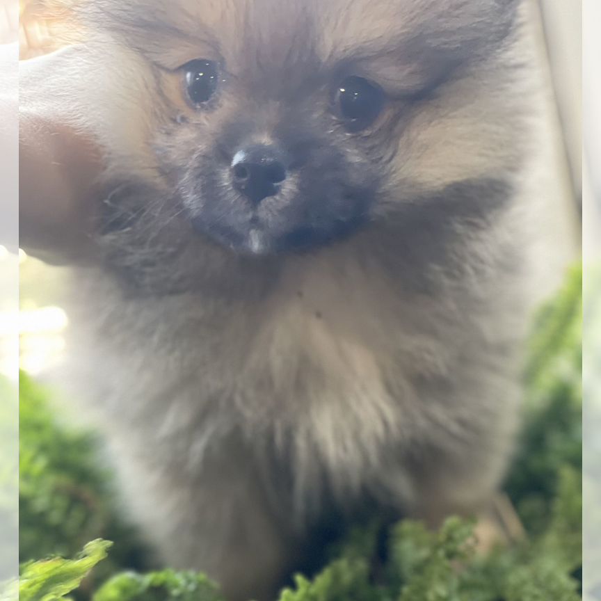 Померанский шпиц, щенок