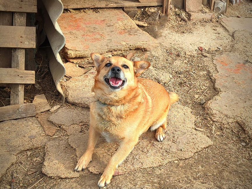 Отдаю собаку в добрые руки