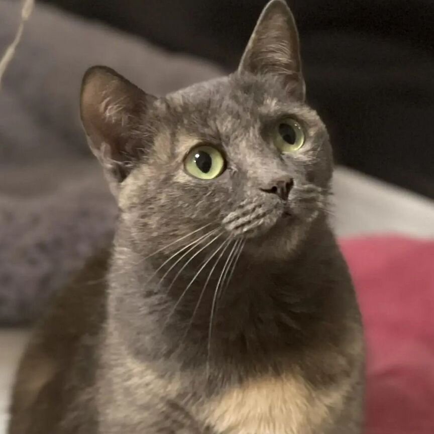 Взрослая, кошка в добрые руки