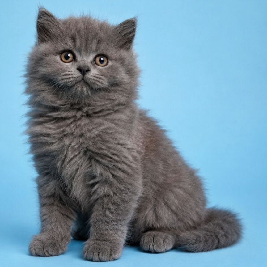 Британский длинношёрстный котёнок