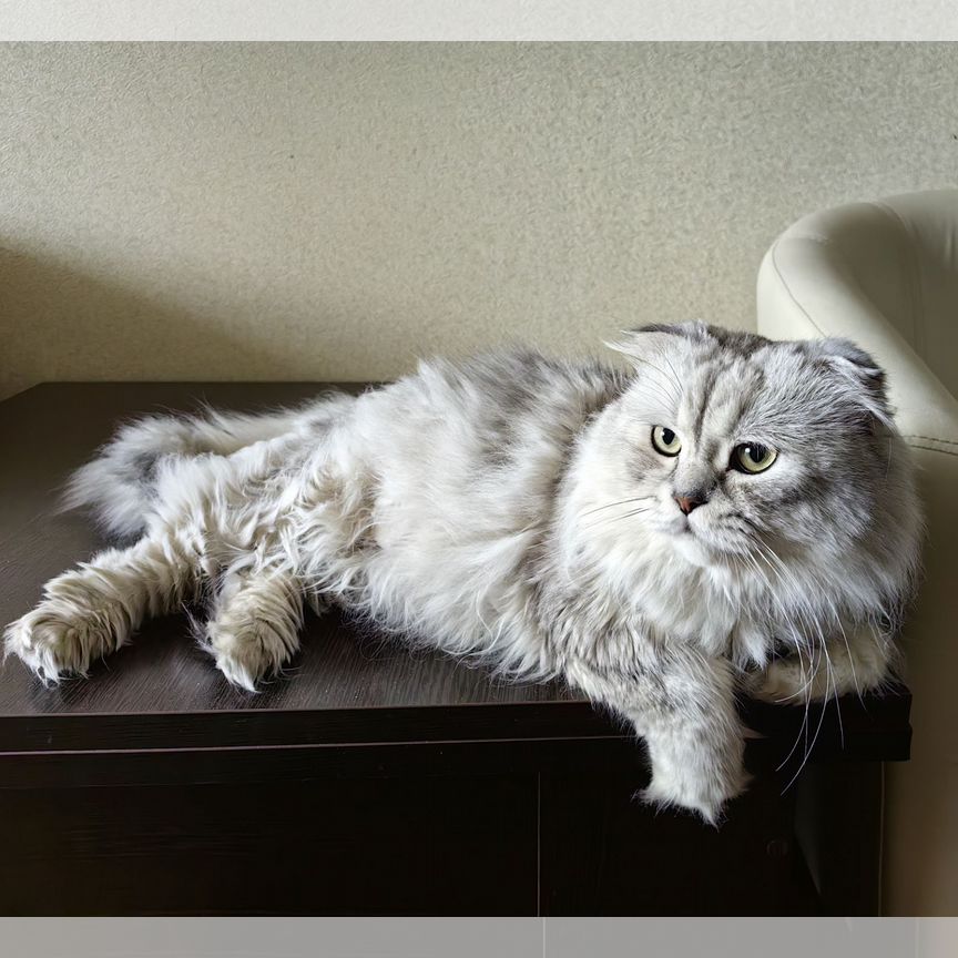 Отдам кота в добрые руки