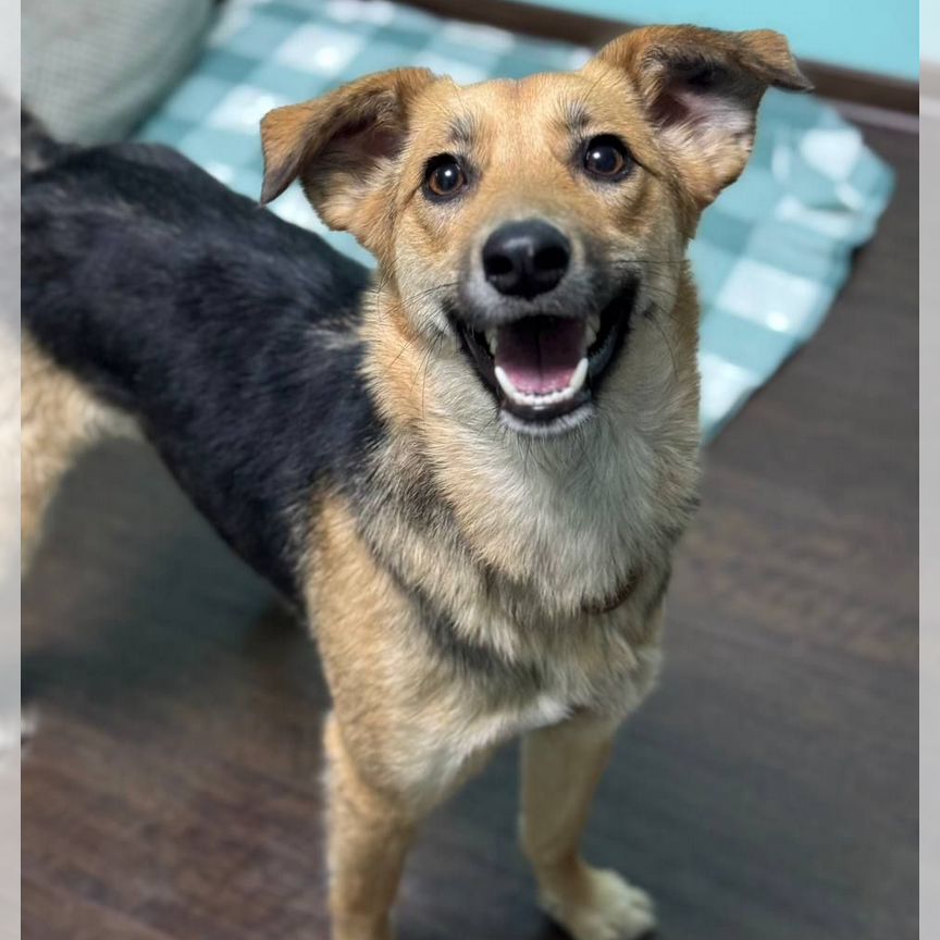 Взрослая собака в добрые руки