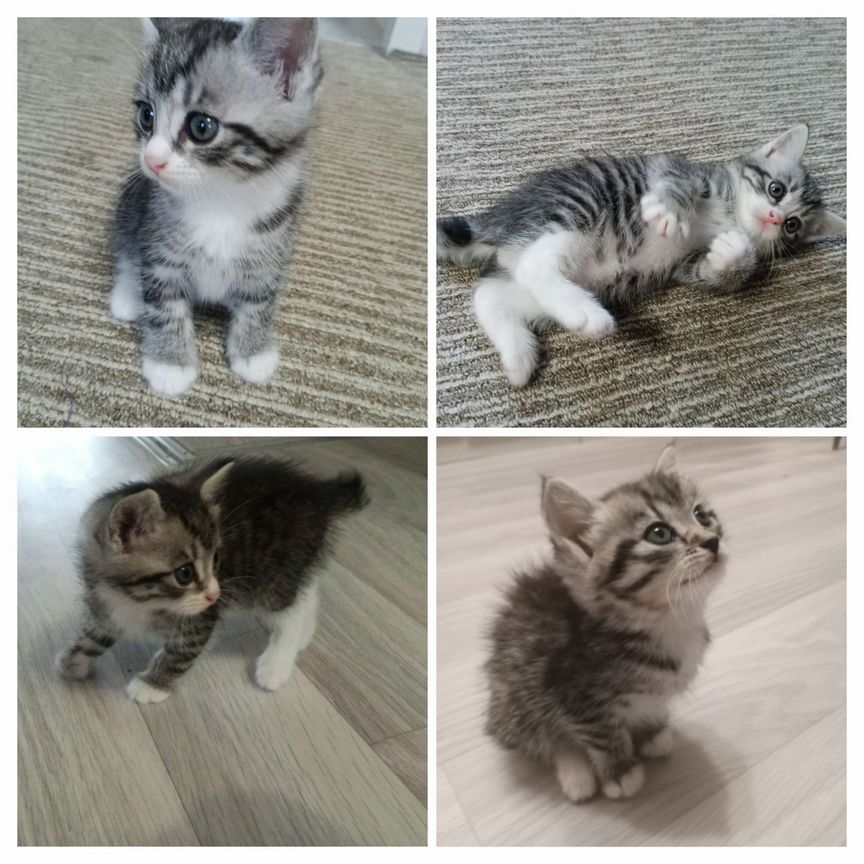 Котёнок девочка в добрые руки, бесплатно