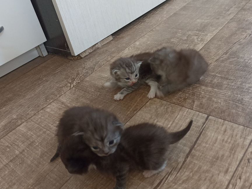 Шотландские котята