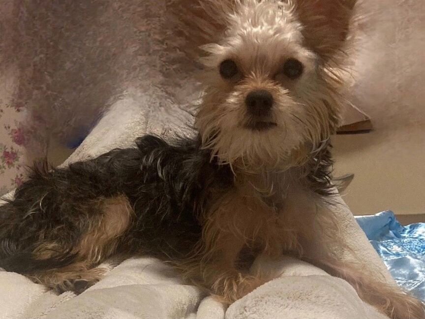 Йоркширский терьер