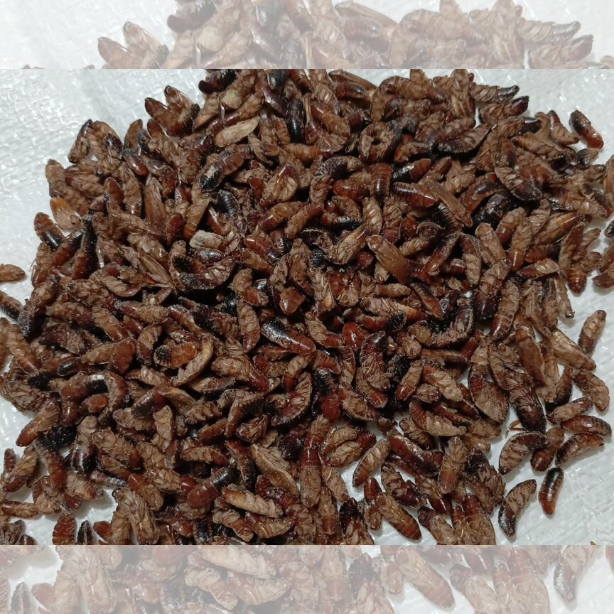 Туркменские тараканы-заморозка