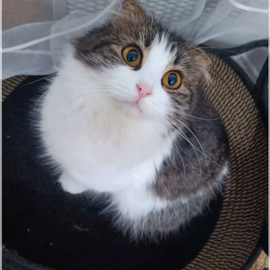 Пушистая вислоухая кошечка Миранда