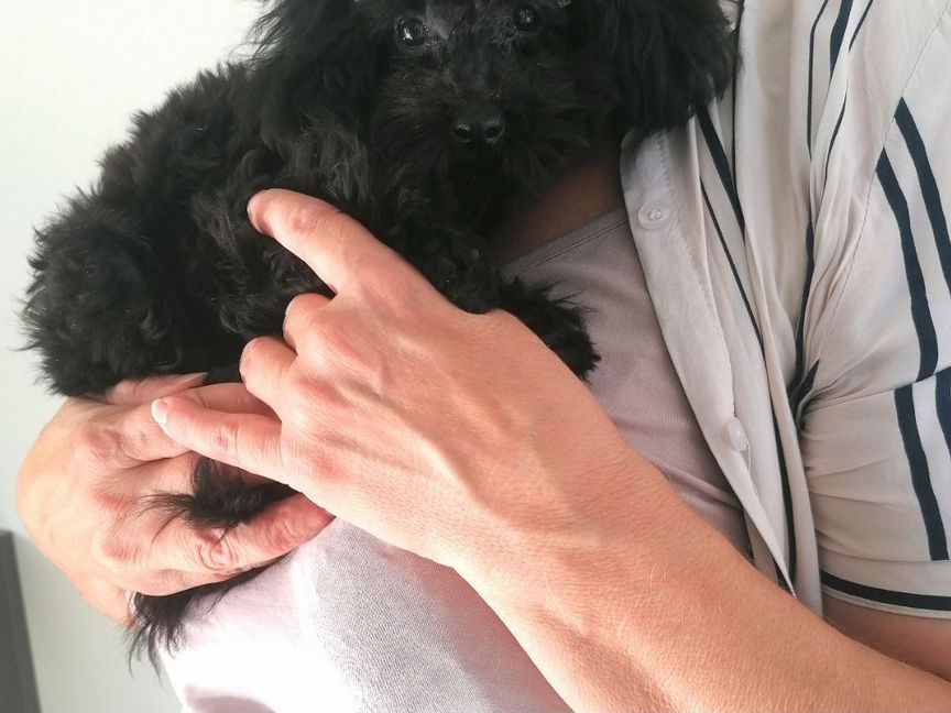 Мальтипу миничка черная девочка. Доставка