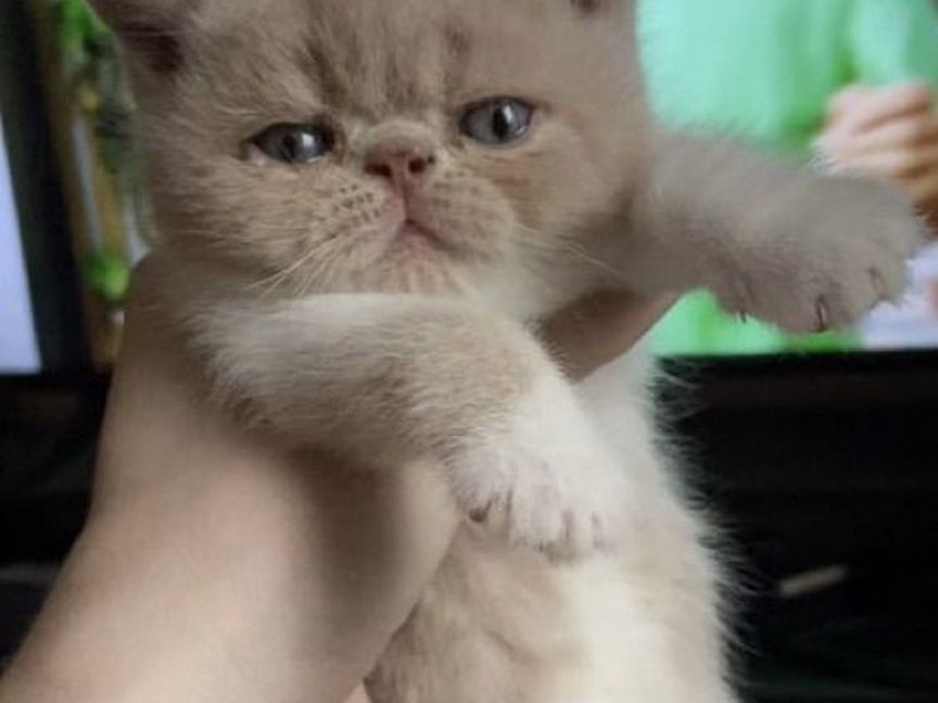 Плюшевый экзот