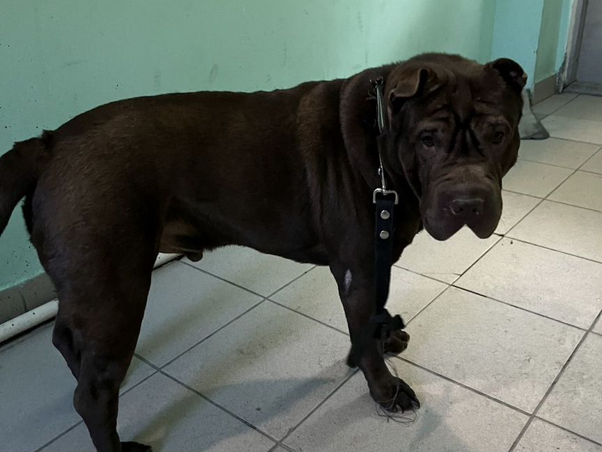 Найдена собака