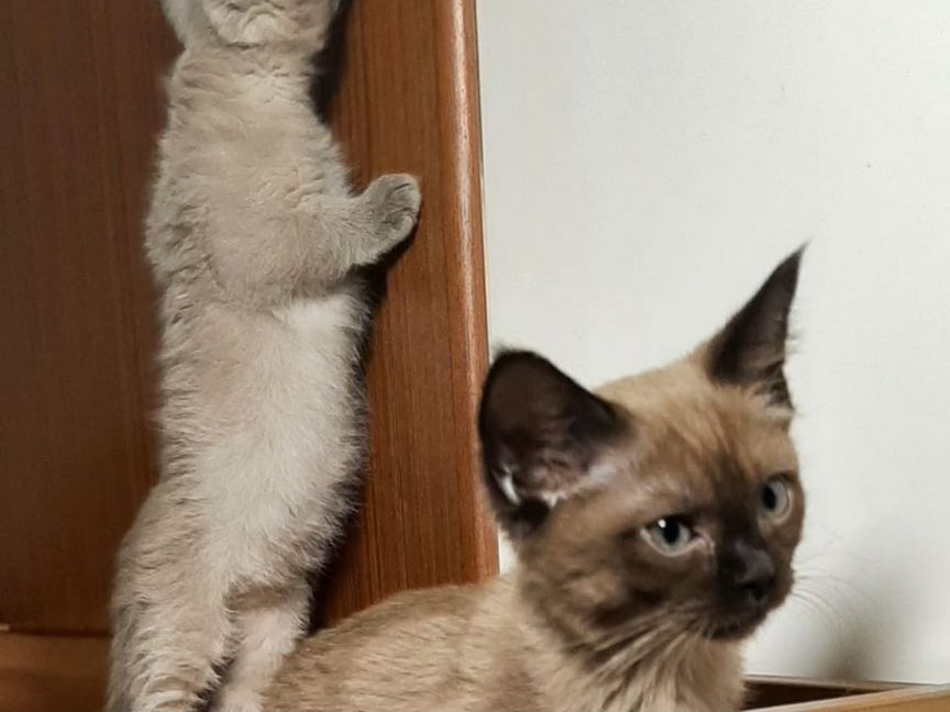 Котята манчкин