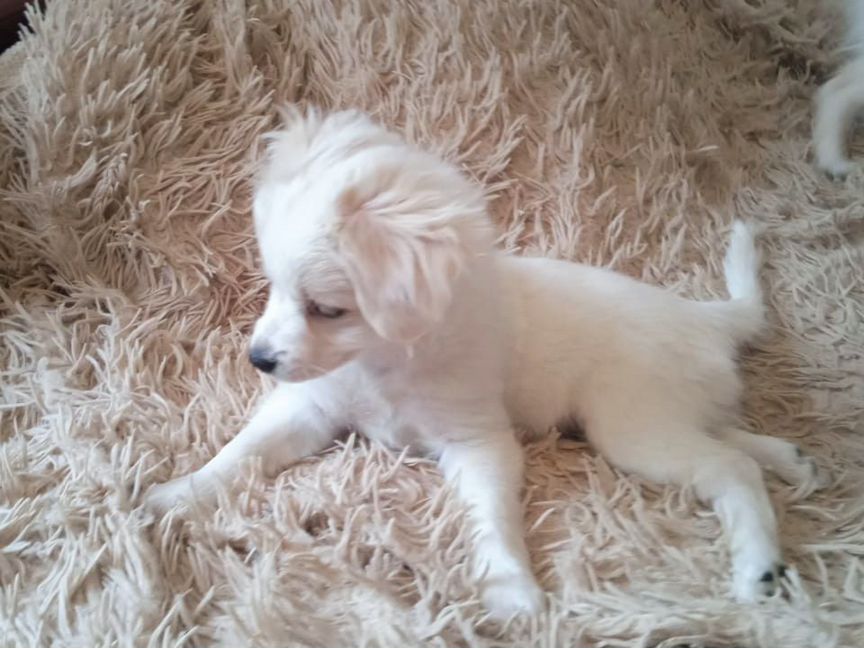 Щенки маленьких пород