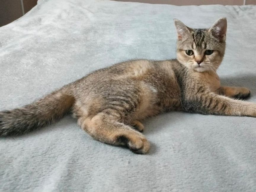 Шотландская прямоухая кошка