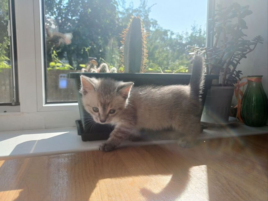 Тайский котик