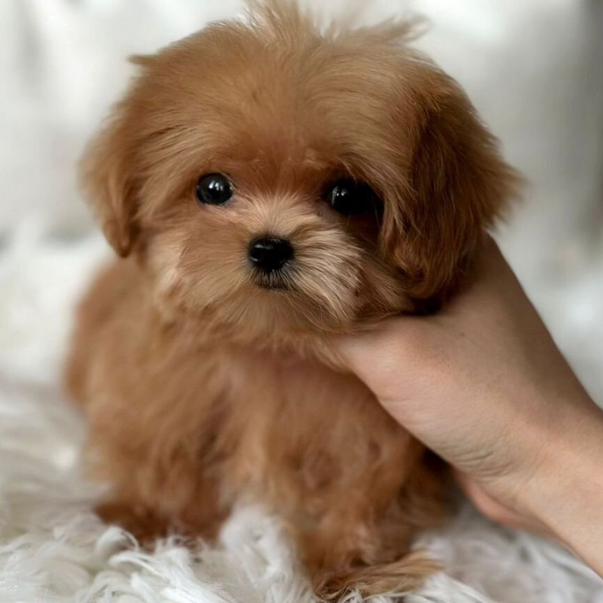 Мальтипу, щенок