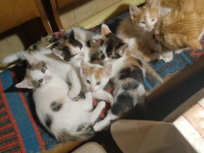 Котята в добрые руки