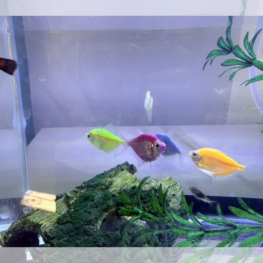 Аквариумные рыбки тернеция glofish
