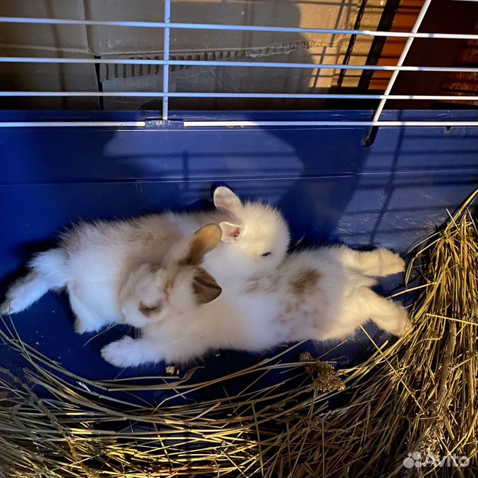 Декоративные крольчата