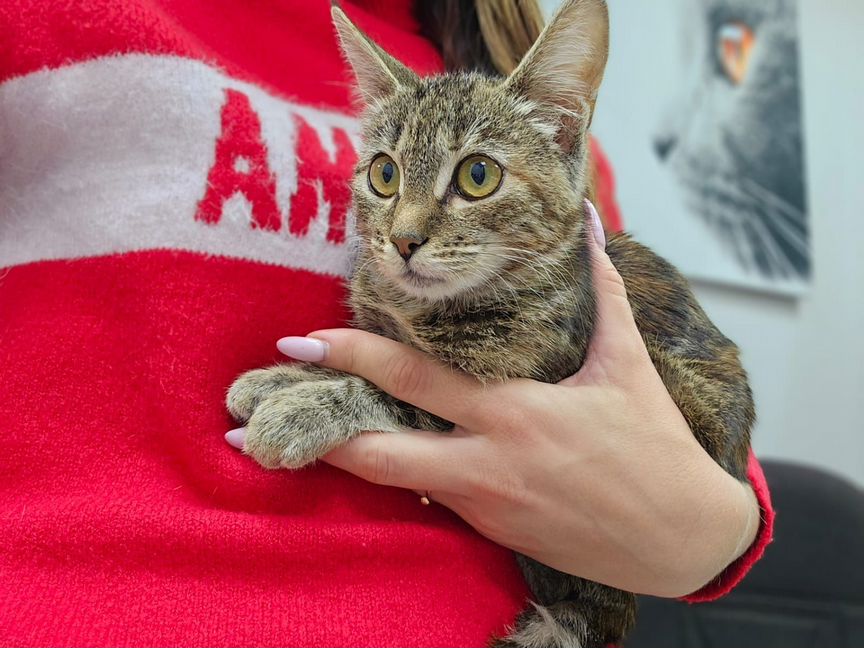 Котенок Багира